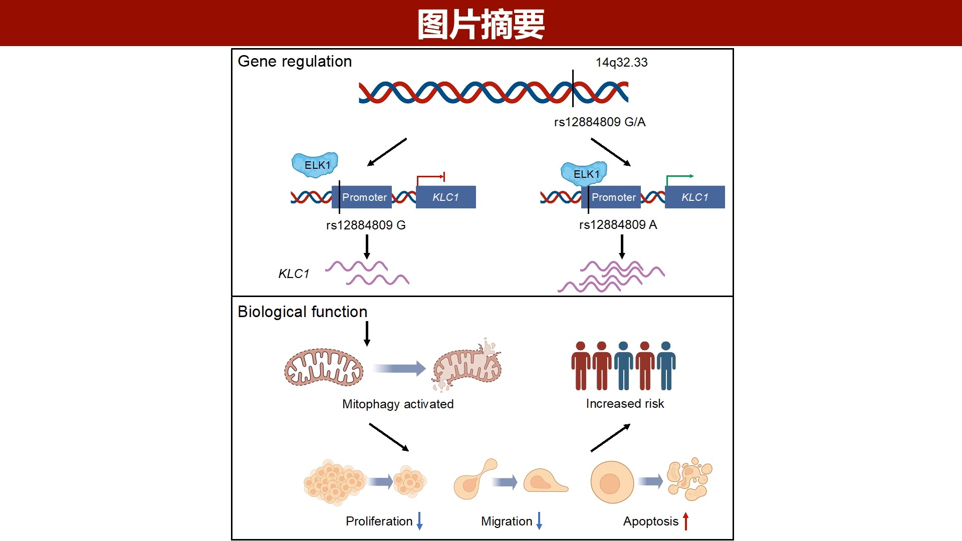 Meta | 南医大潘永初组-鉴定KLC1调控线粒体自噬参与非综合征型唇...