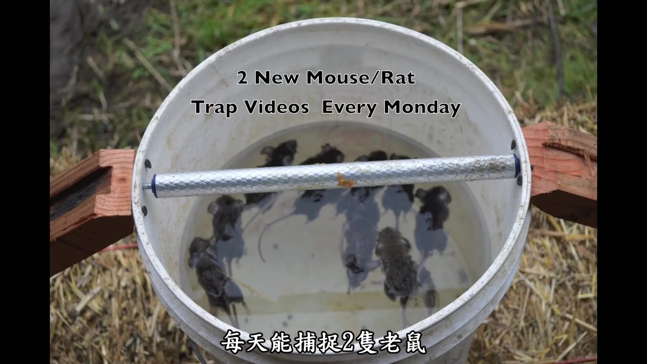 【实用教学】【中字】可能是世上最好的捕鼠器-一天11隻老鼠!