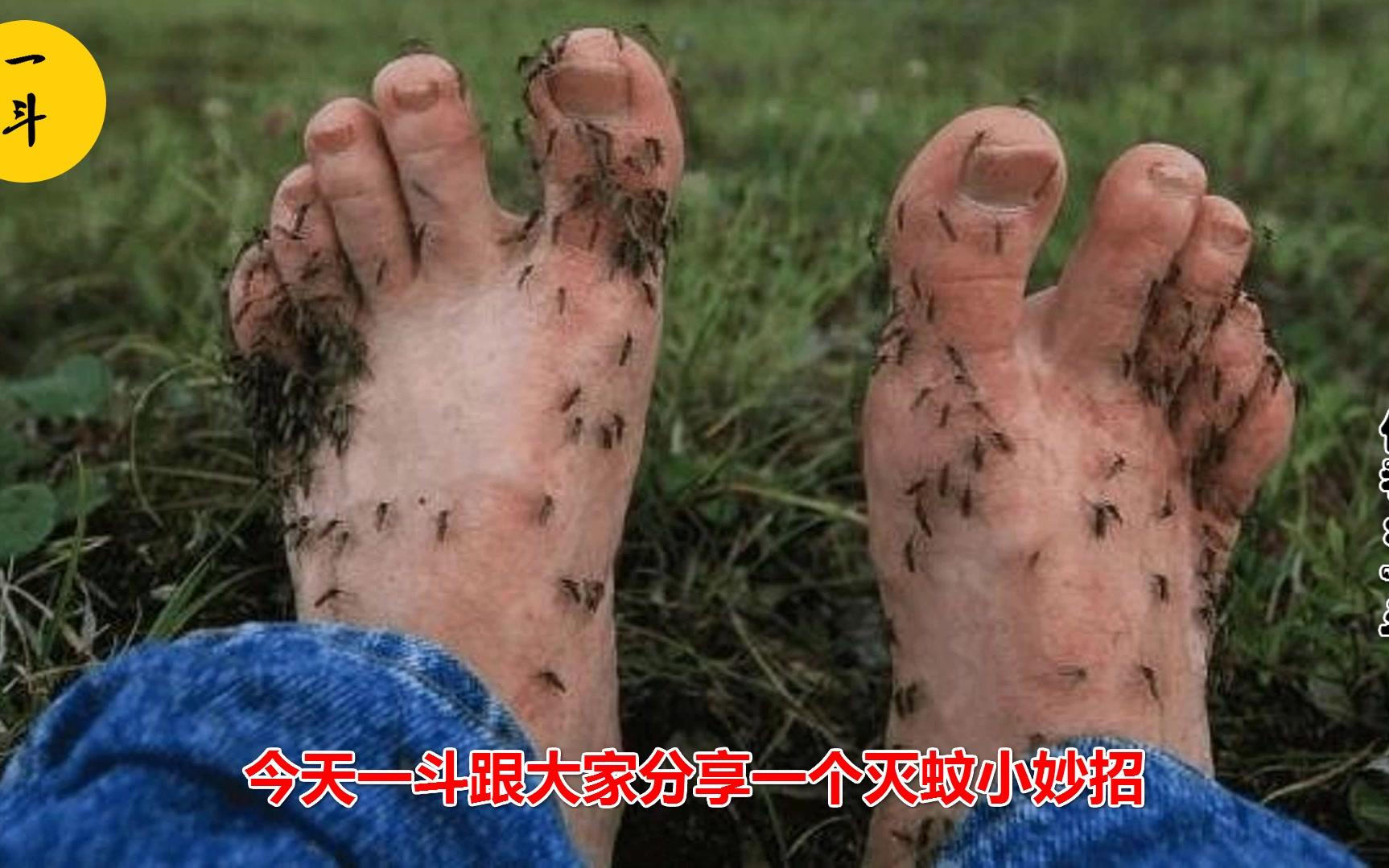 晚上睡觉总能听到蚊子的嗡嗡声?教你一招,一整晚都听不到蚊子叫