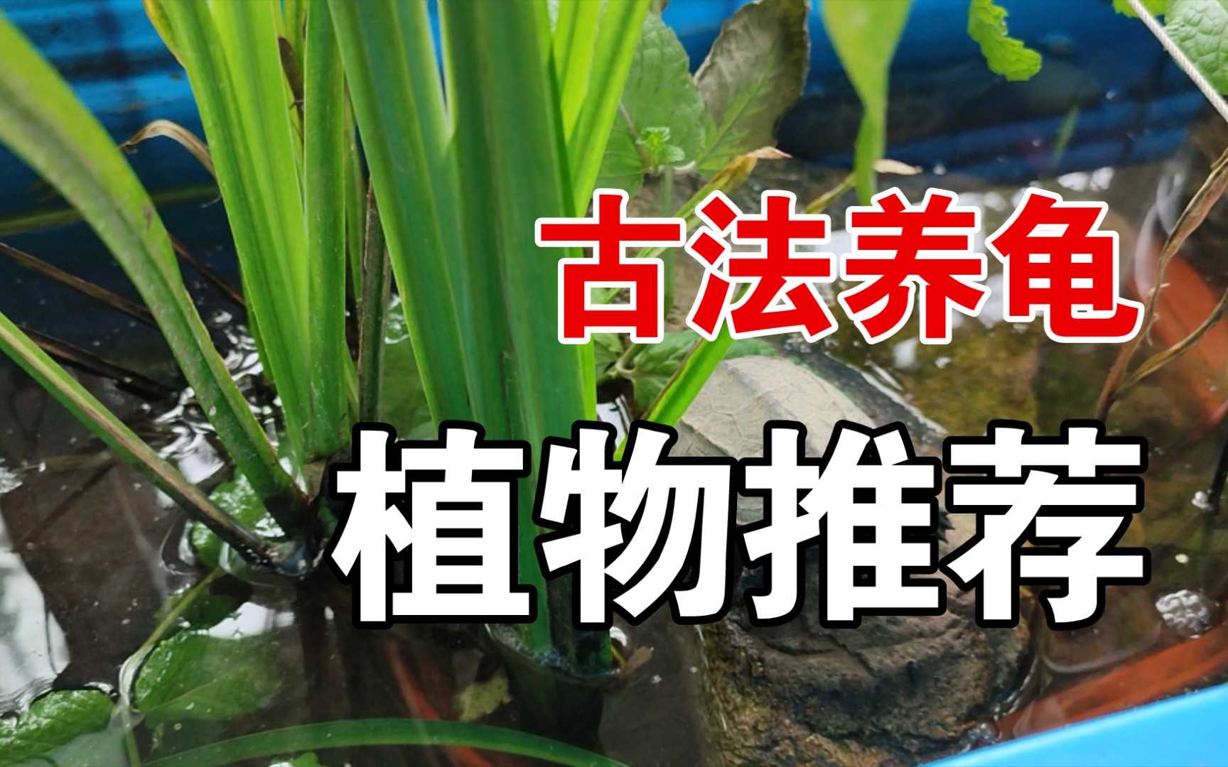 【古法养龟】无过滤生态龟缸,使用哪些水生植物好?古法养乌龟,沼泽...