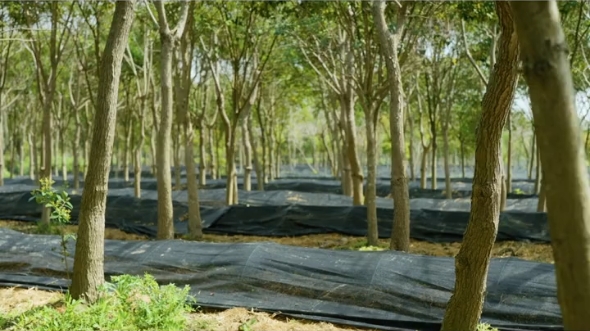 ...林下经济#乡村振兴##三农繁星计划##乡村守护人##乡村生活##访谈#