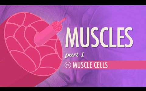 【10分钟速成课:解剖与生理】第21集 - 肌肉 part 1 肌肉细胞