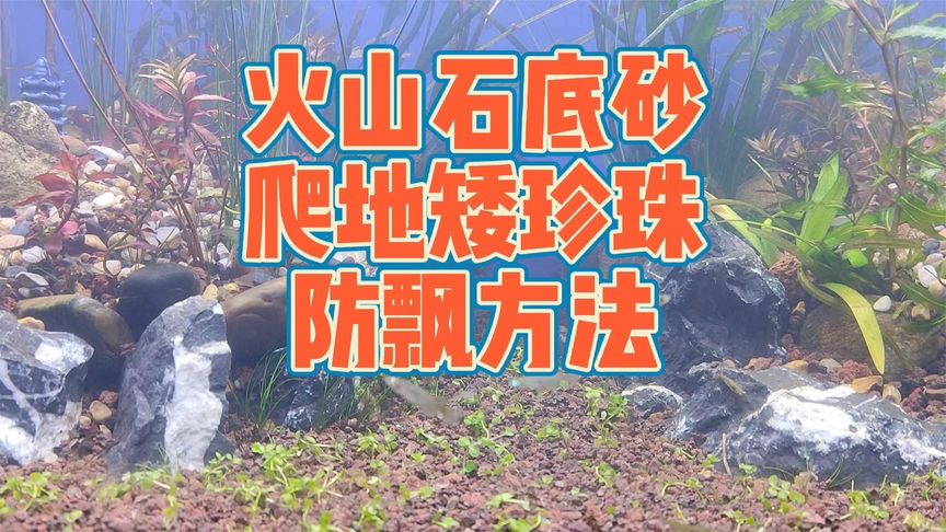 火山石底砂栽不住水草?没掌握正确方法!爬地矮珍珠防飘种植方法