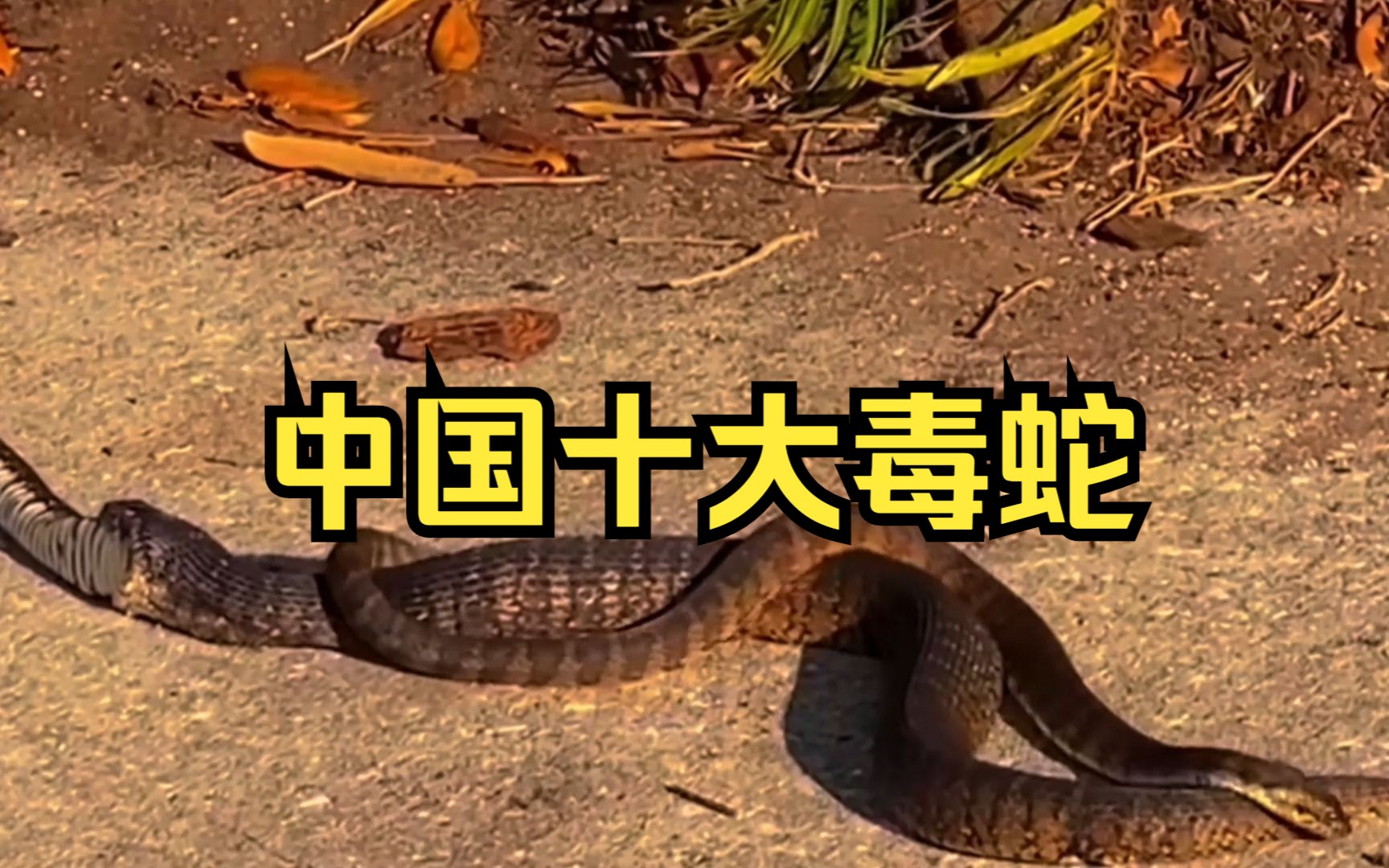 中国十大毒蛇排行榜,一个比一个凶猛,看看你认识几种。