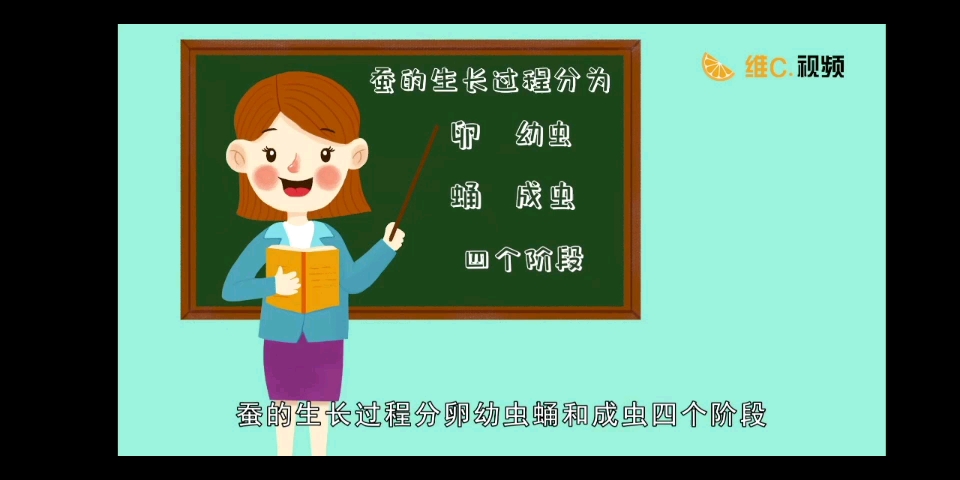 蚕的生长过程