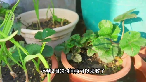 盆栽蒜苗最佳季节来啦,种一回能吃好几次,从阳台到厨房太方便了