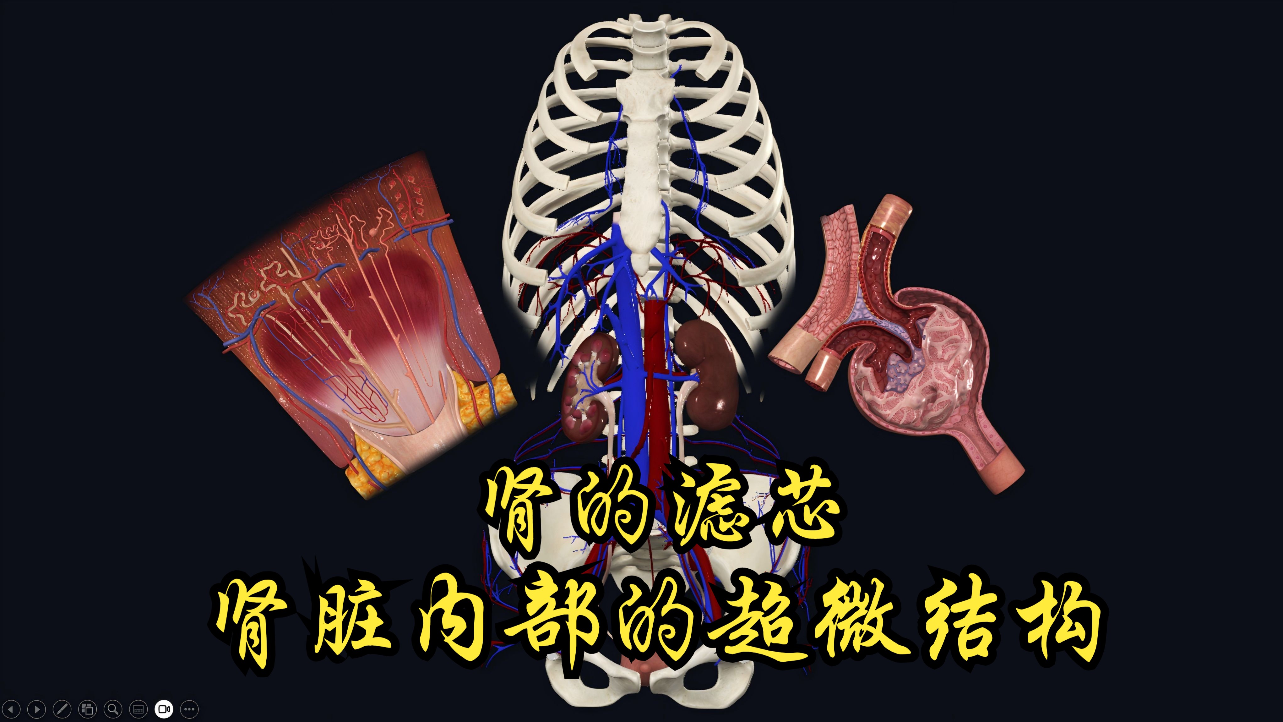 3D演示肾脏内部的超微结构,滤芯;原来尿液是这样滤出来的