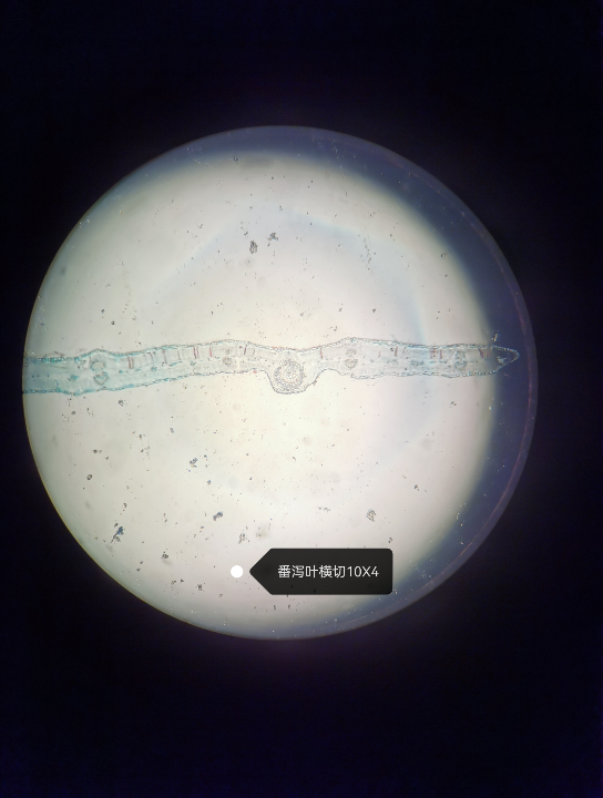 中药鉴定学,中药材显微图像:番泻叶,川黄柏,关黄柏,天麻,厚朴,丹皮