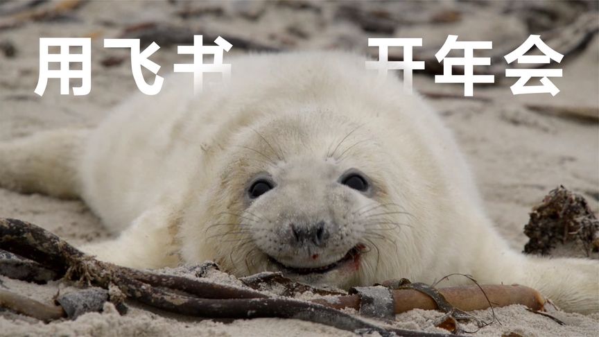 这群动物凑在一起,竟是在做这件事情!#用飞书,开年会#