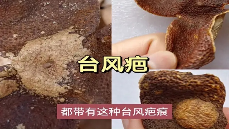 并不是所有的新会陈皮都有台风疤