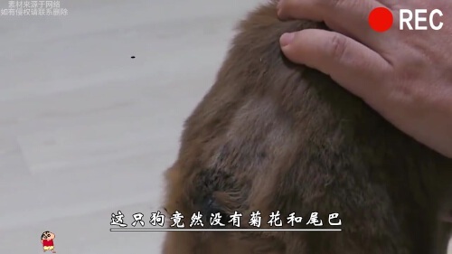 世界上最可怜的小狗,出生后无法正常排便,神仙来了也救不活