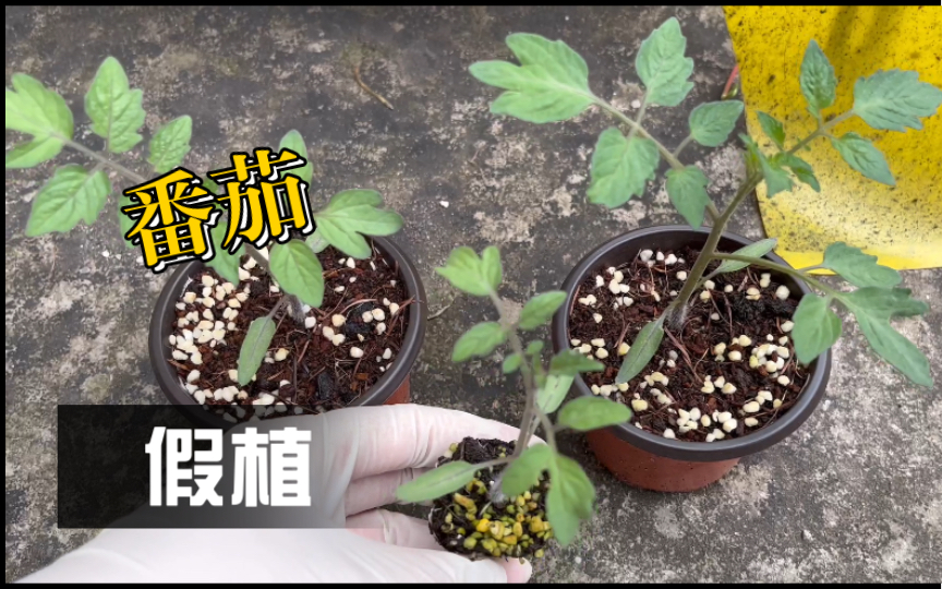 番茄种植记录|假植了