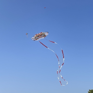 晓仙女家的诗和远方 