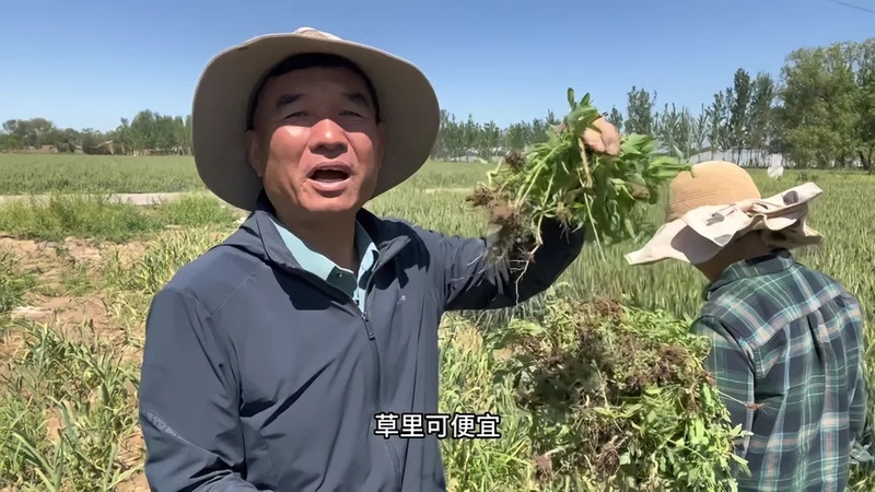 大蒜地里长得都是宝 自然生长,大蒜与草,和谐共处