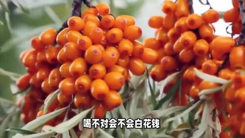 熬夜胃反酸别乱喝!沙棘原浆4大禁忌,现在知道还不晚