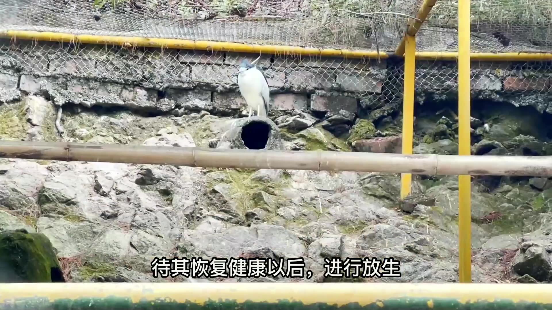 横有戏·生物多样性专辑丨细数那些在金华被救助的小动物