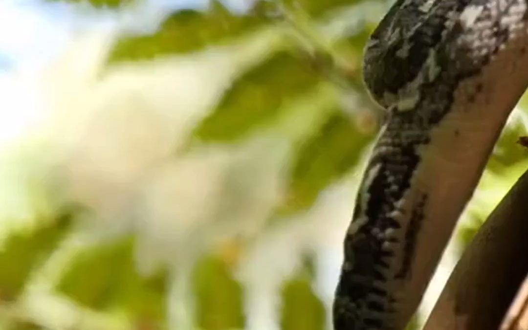 5 Reasons to Learn Python