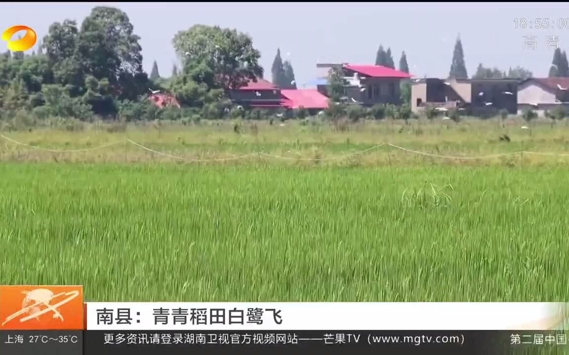 南县:青青稻田白鹭飞