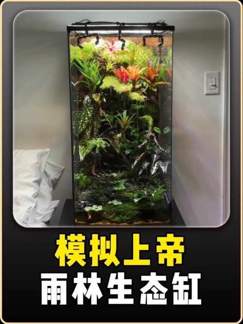 上帝模拟器:扮演上帝用一年时间打造一个雨林生态系统