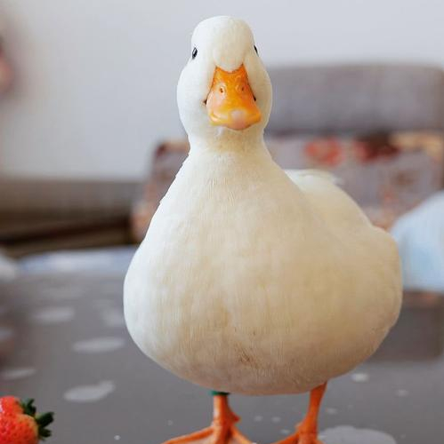 科尔的鸭鸭子 