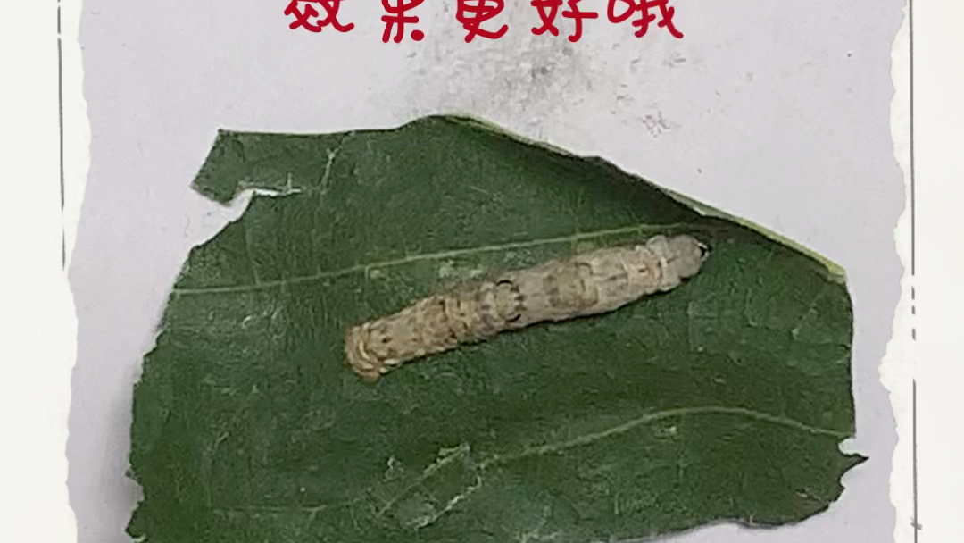 哇!自己录的二龄蚕蜕皮过程,感兴趣的一起看看吧～