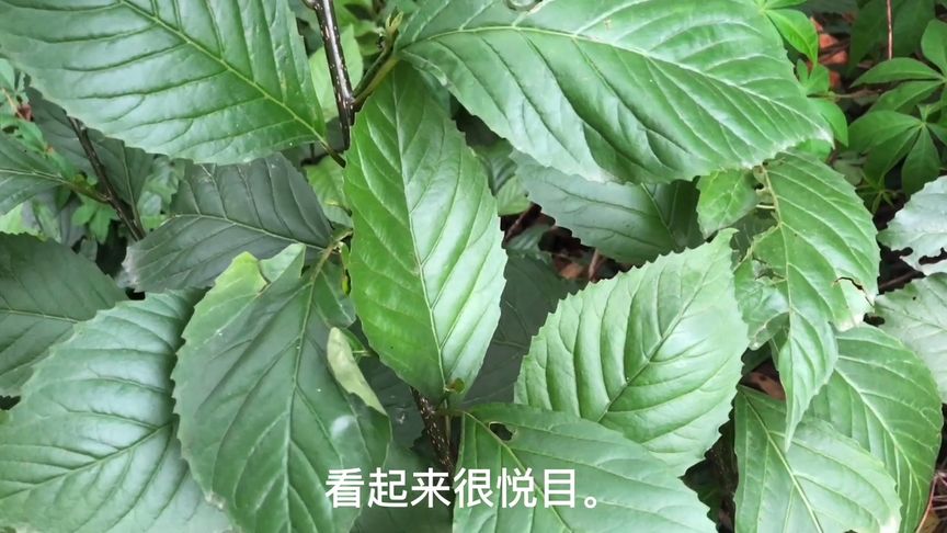 鲫鱼胆不是鱼胆,而是一种植物,它用处很多,晒干了能卖10元一斤