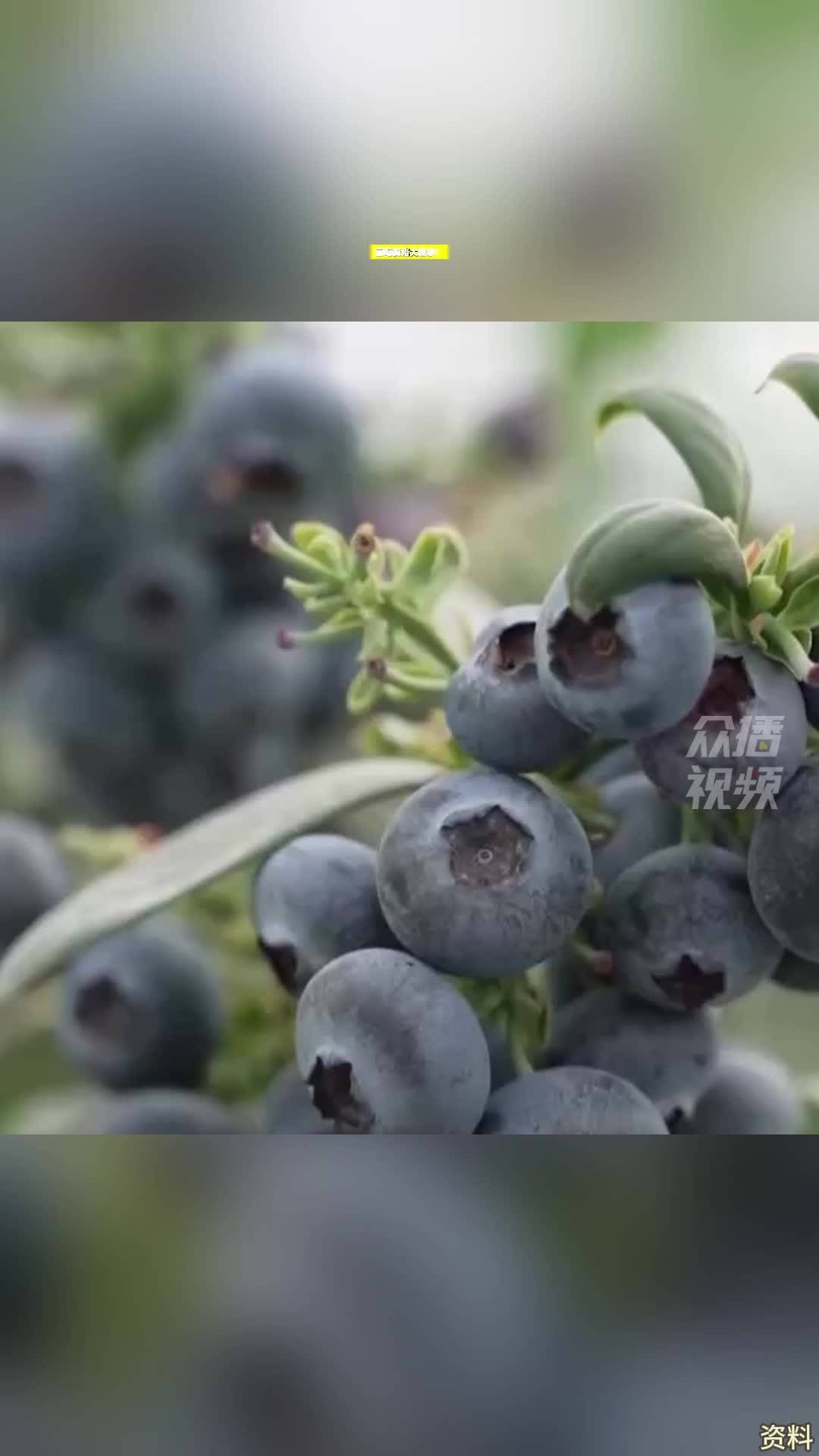 蓝莓价格大跳水!以前上百元一斤,现在9.9元一盒,业内人士:还能降