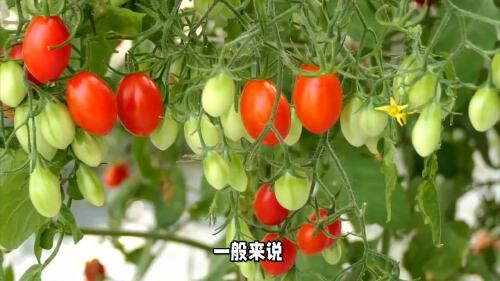 西红柿成熟期的科学管理:如何优化40至60天的生长过程