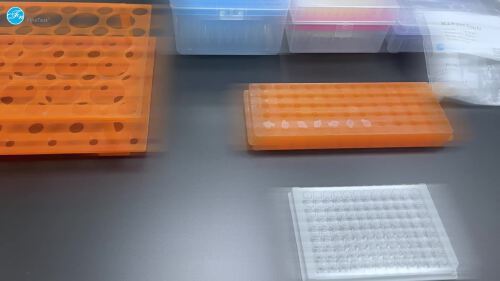 BCA蛋白浓度测定()注意每个样本加个复孔