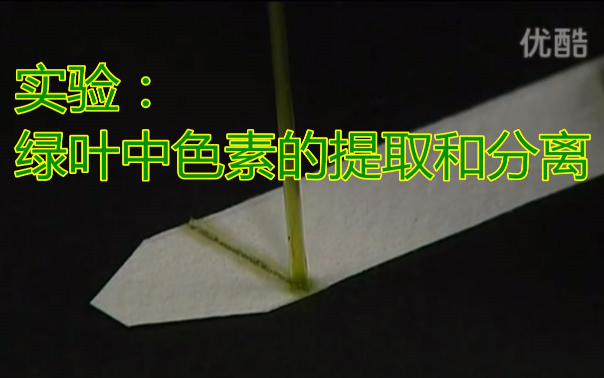 实验:绿叶中色素的提取和分离