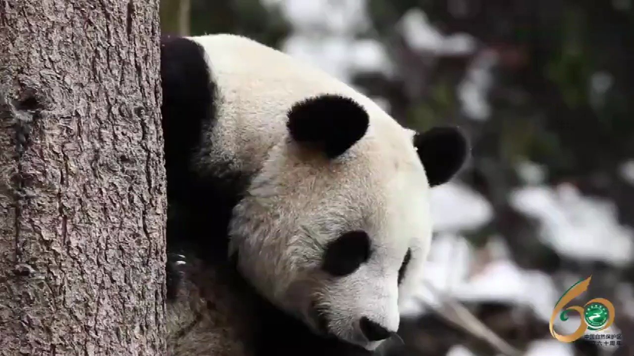中国自然保护区60周年宣传片