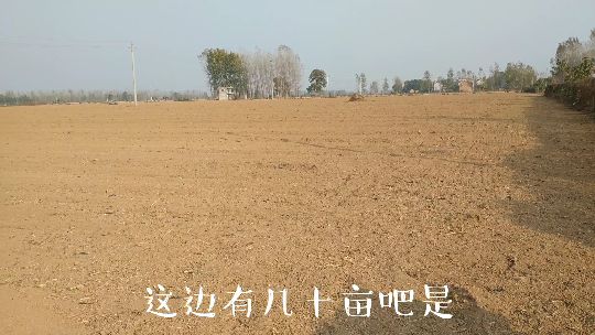 河南商丘,这才是小麦真实的生长情况,打工的老乡们看看吧。