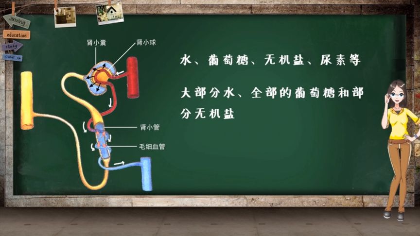 尿的形成和排出过程,了解一下排泄很有帮助