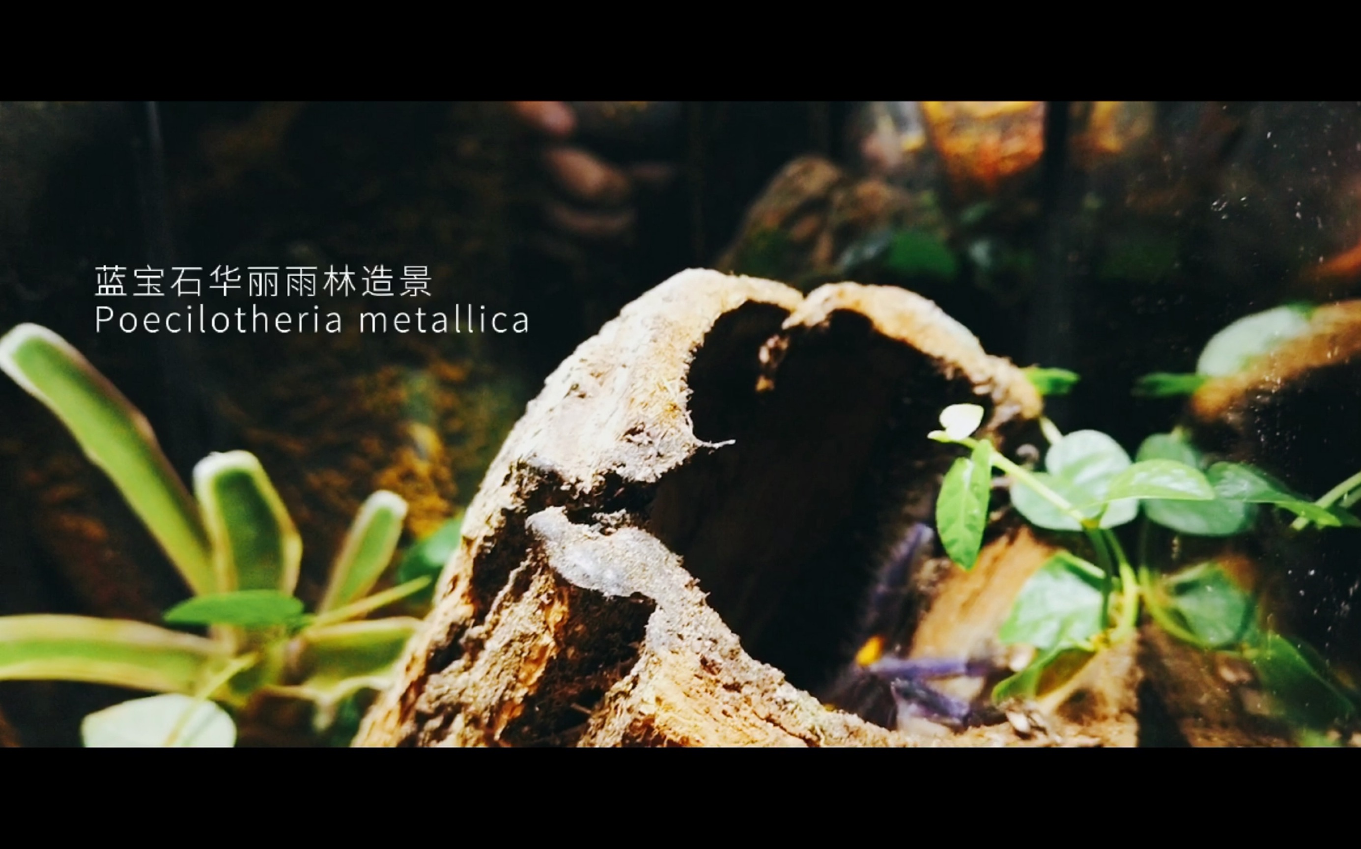 【造景】蓝宝石华丽雨林造景 捕鸟蛛造景 微景观造景 热带雨林造景