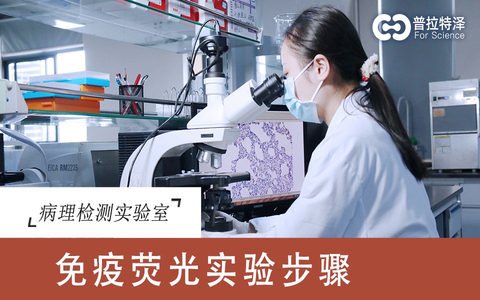 IF免疫荧光详细实验操作步骤【收藏篇】