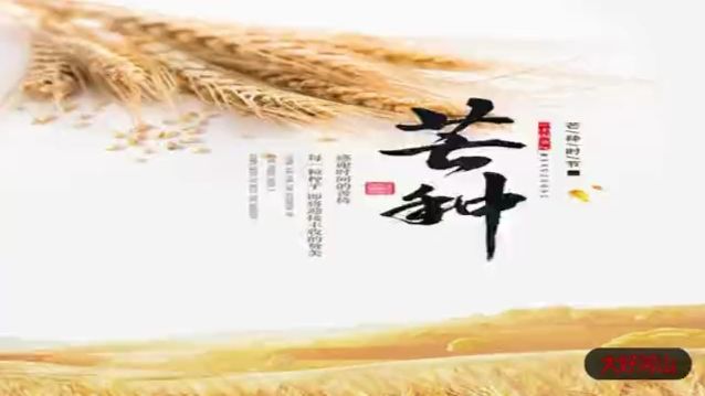 二十四节气之芒种