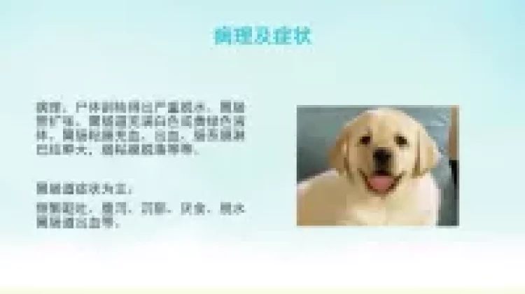 犬冠状病毒治疗及科普 专业篇