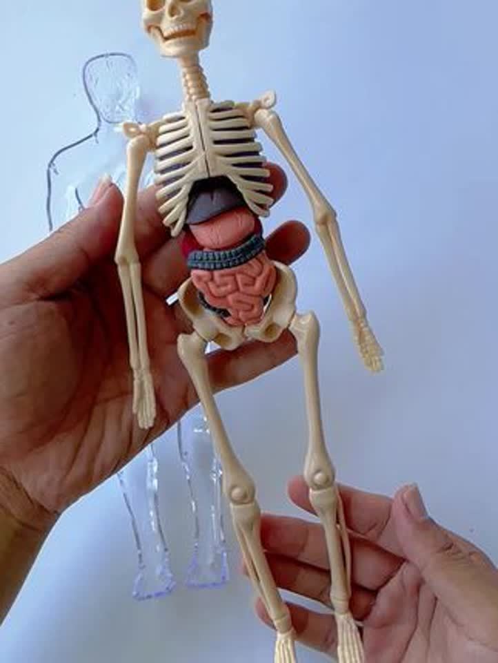 珍爱身体 一套人体结构模型让孩子了解自己人体模型