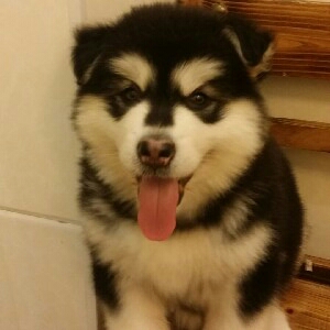 皮皮制片厂导演 