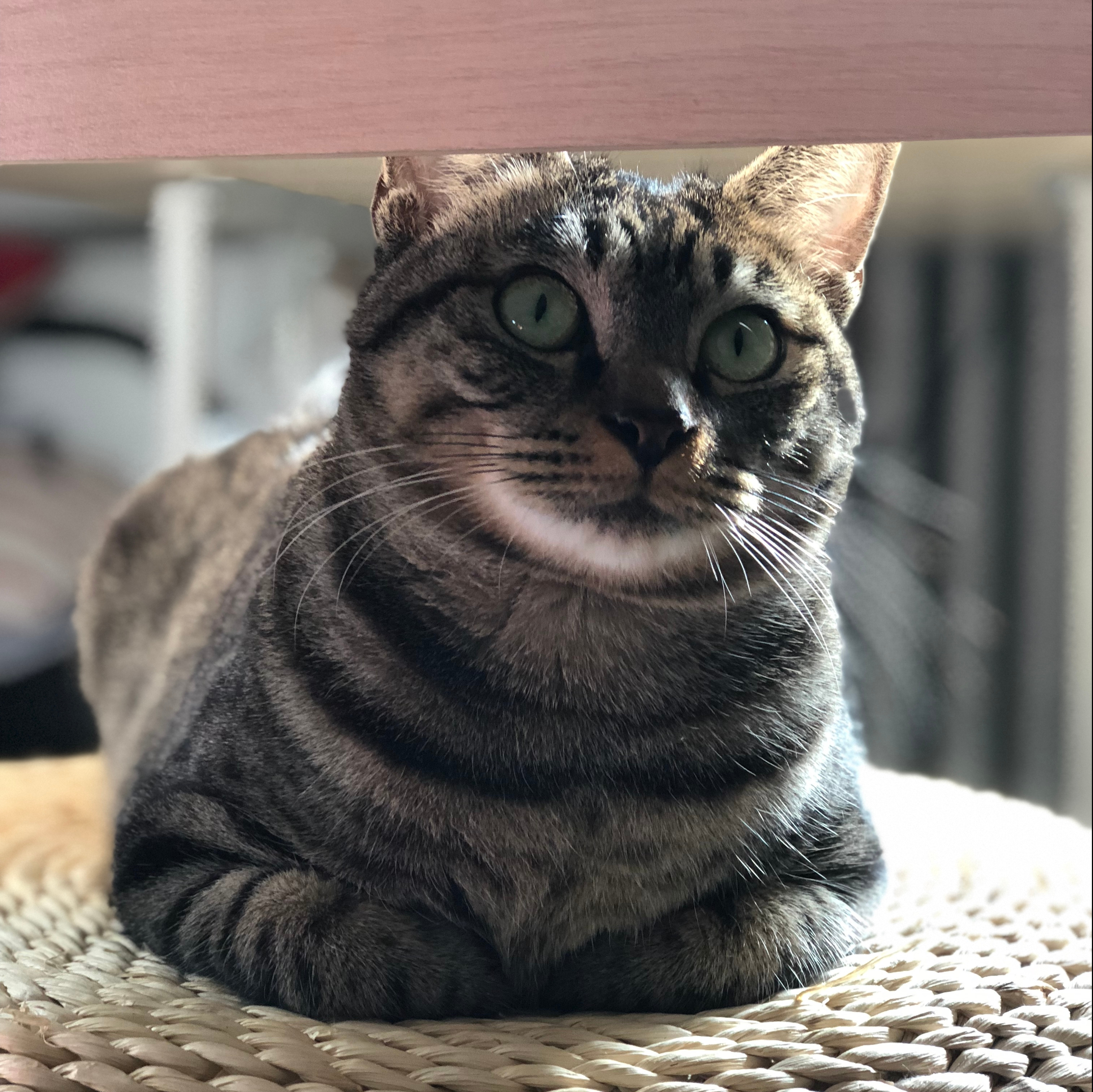 学分析就像洗衣服 