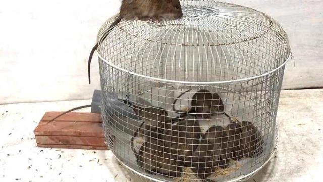 大神自制鸟笼捕鼠笼,一逮就是十几只,.