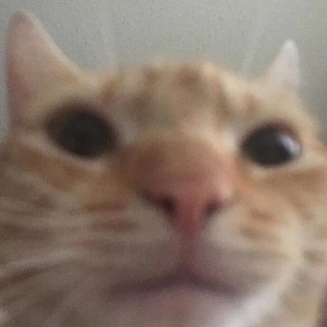 adfcfgvbgbh 