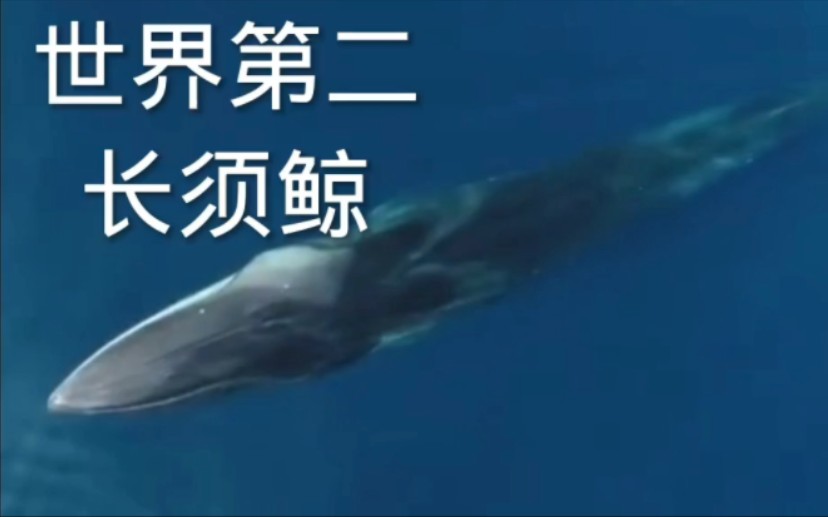世界第二大动物,速度最快的鲸鱼之一,国家一级保护动物长须鲸