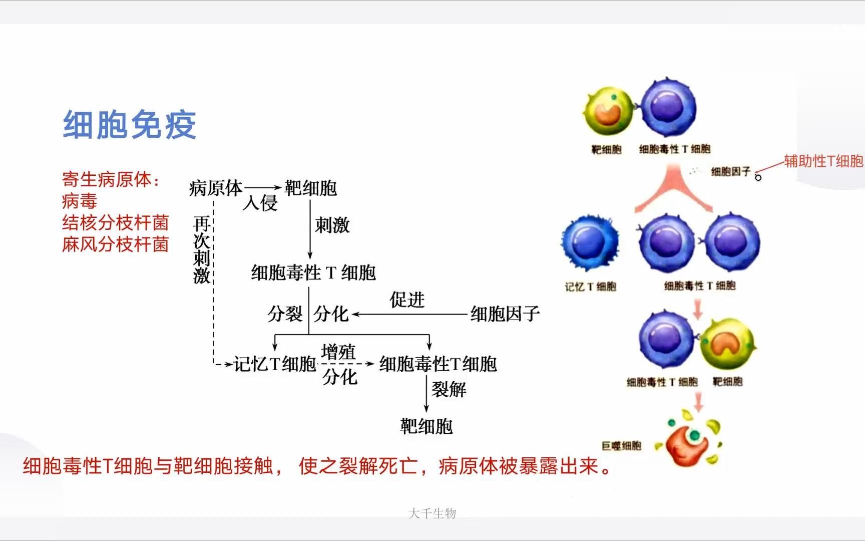 高中生物选择性必修一:细胞免疫的过程