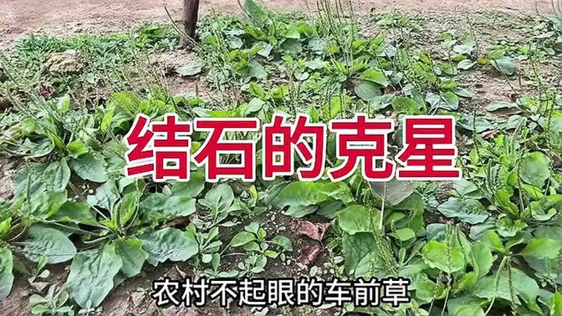农村不起眼的车前草,它的作用非常强大,老人常称"结石的克星"