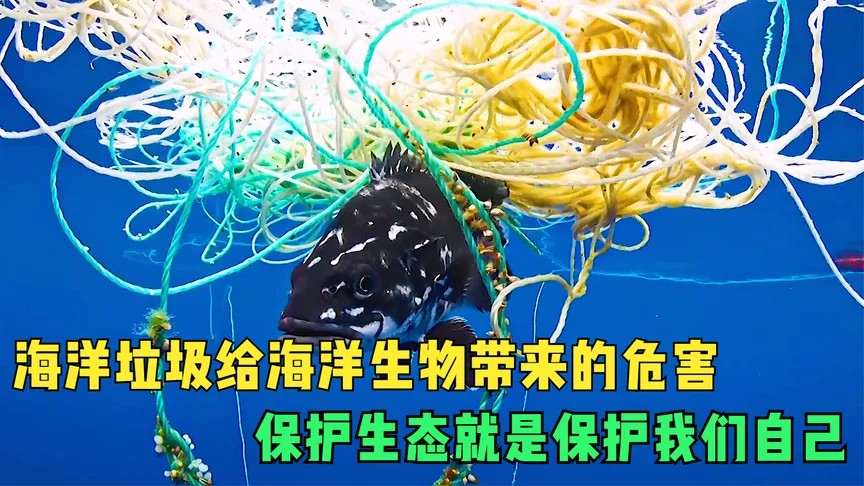 海洋垃圾给海洋生物带来的危害,保护生态就是保护我们自己