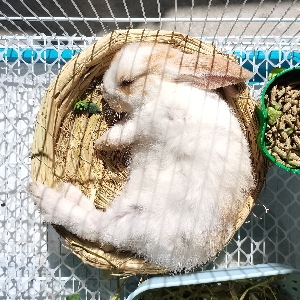 华洪良 