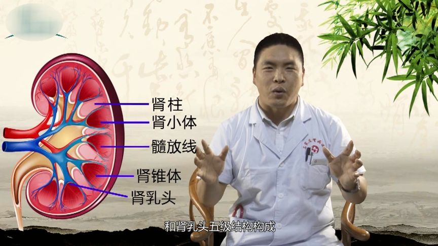 肾脏的组织结构是什么样的?