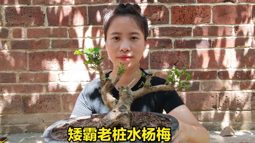 一棵矮霸水杨梅，修剪上盆后价值翻倍，300都不舍得卖