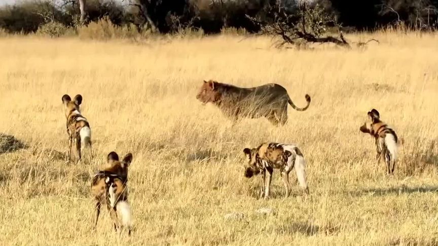 动物们聚在一起开森林大会,这么和谐的场面,太难得了!